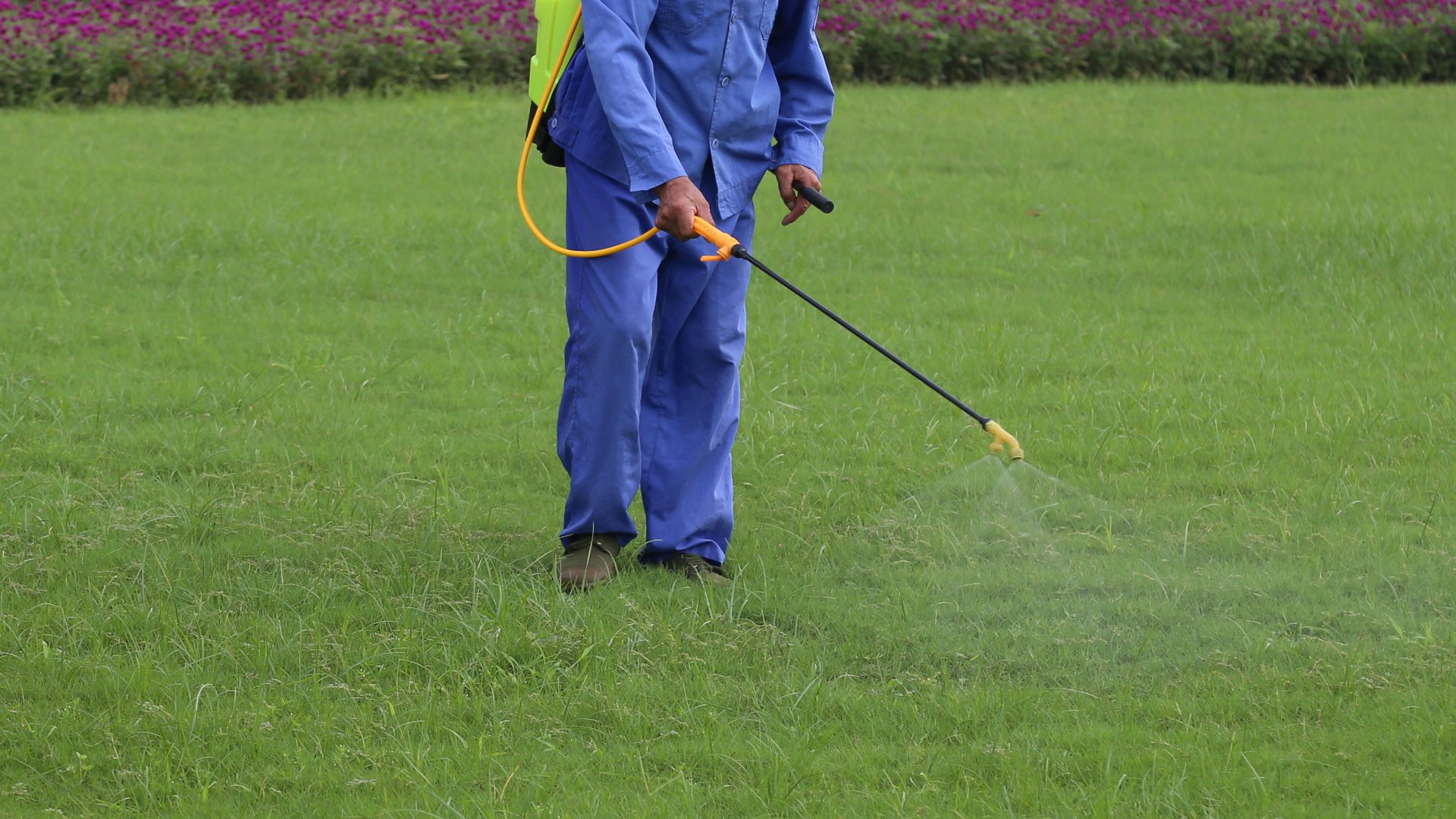 Why Is Your Lawn Brown? Comparing Dehydration, Over-Fertilization ...