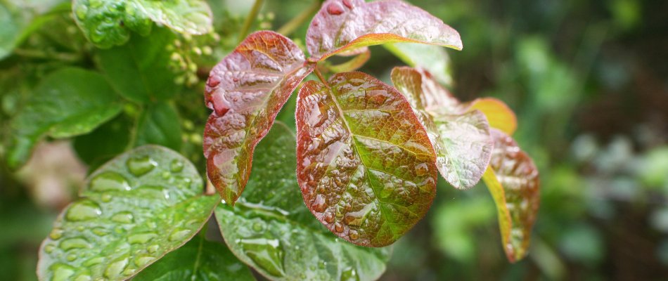 Is Your Tree Battling Cercospora Leaf Spot? How to Tell & What to Do ...