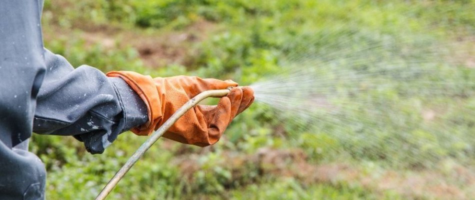 Timing is Critical When It Comes to Pre-Emergent Weed Control | Dr. Tex ...