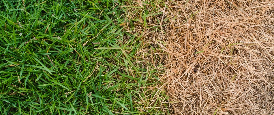 Why Is Your Lawn Brown? Comparing Dehydration, Over-Fertilization ...